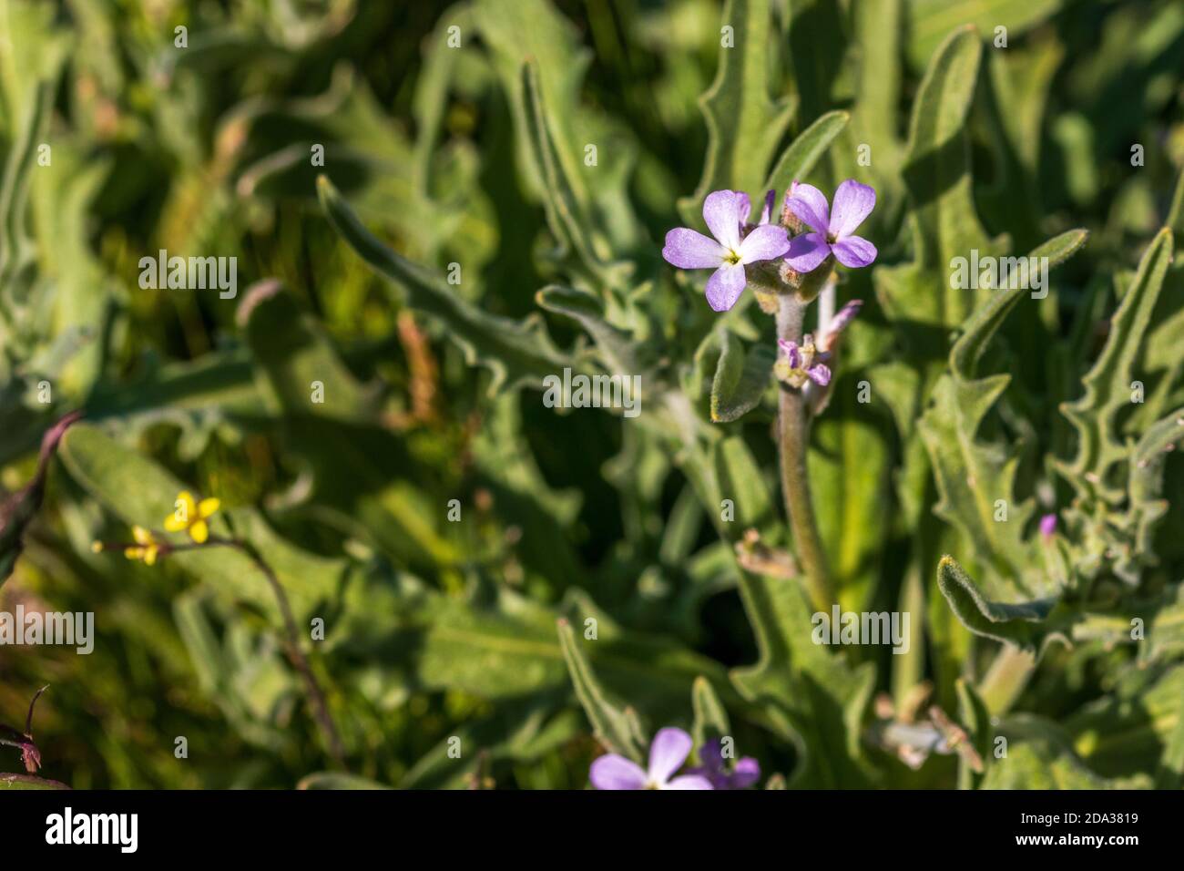Matthiola parviflora, Light Blue Stock Flowers Stock Photo - Alamy