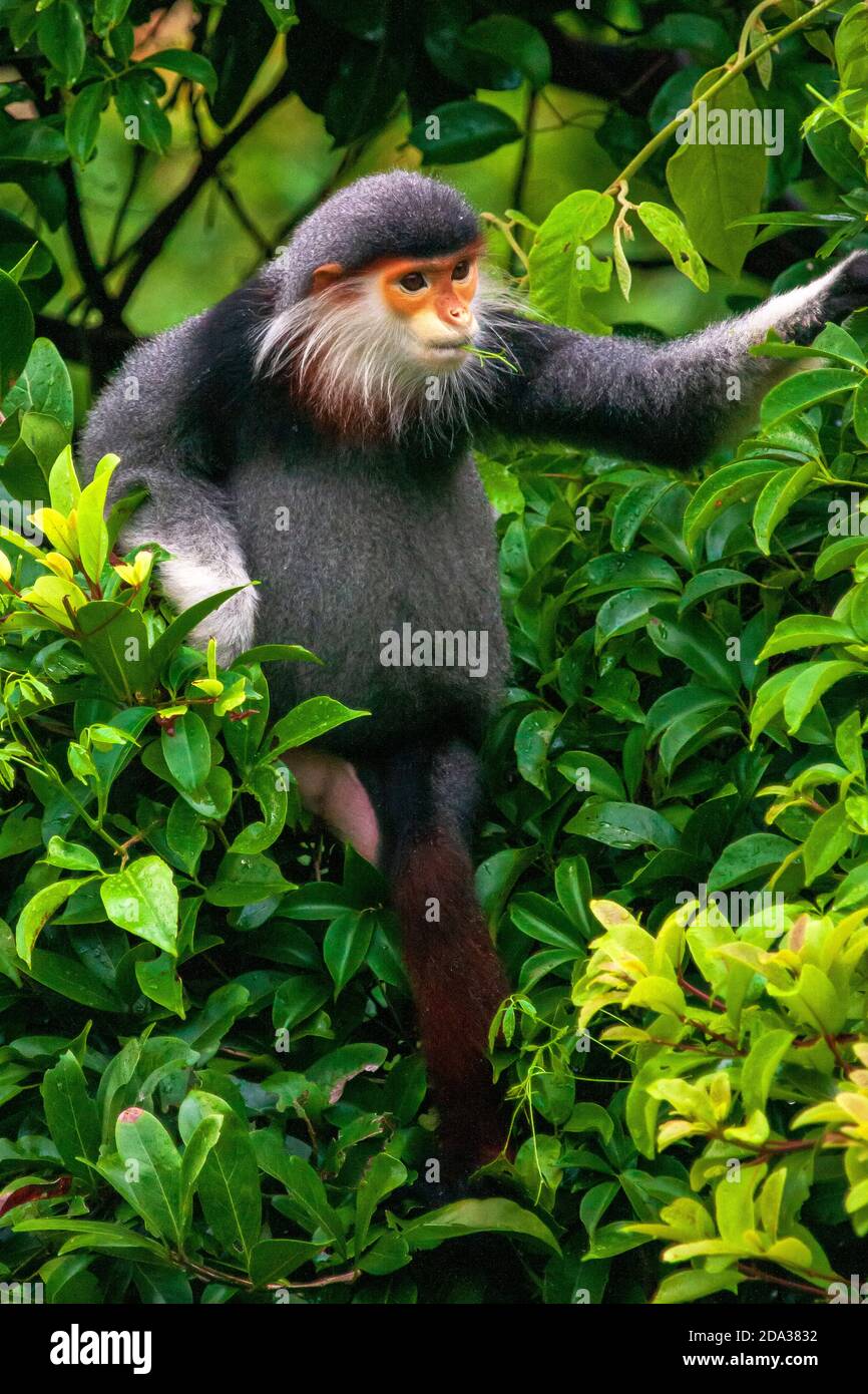 Pygathrix Nemaeus In Red List High Resolution Stock Photography and ...