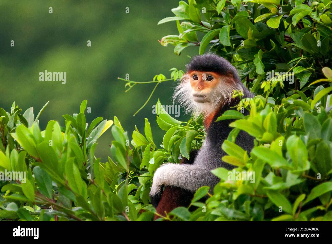 Pygathrix nemaeus in red list hi-res stock photography and images - Alamy