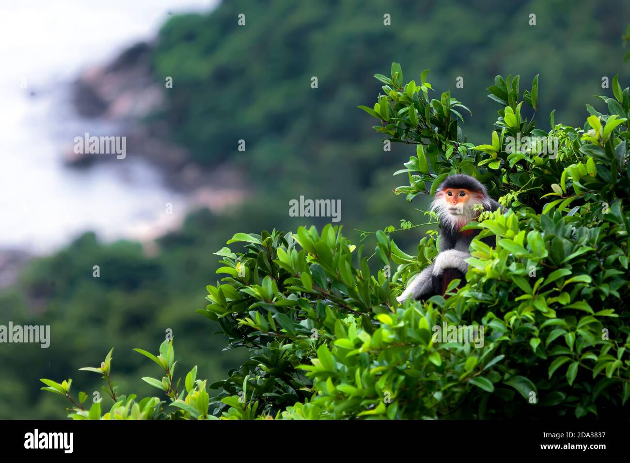 Pygathrix nemaeus in da nang hi-res stock photography and images - Alamy