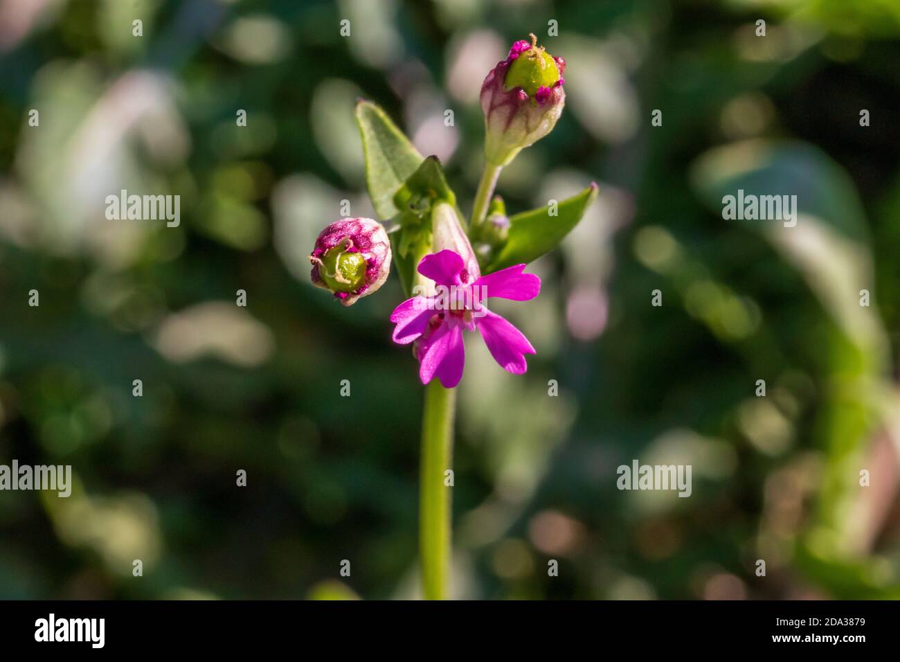 Silene diversifolia ssp. bergiana, Catchflies Plant in Flower Stock ...