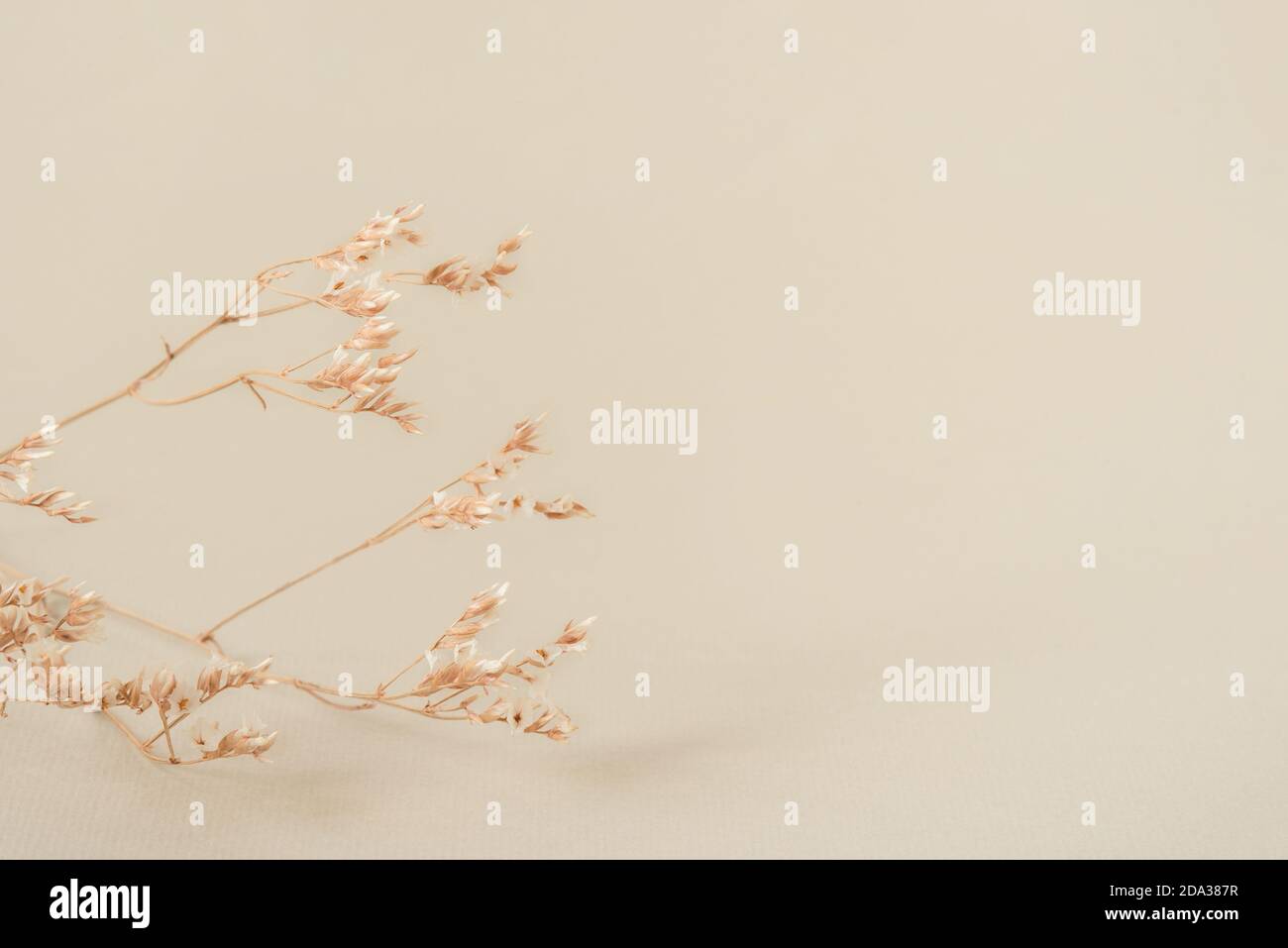 Natural beige background with a dry flower Stock Photo - Alamy