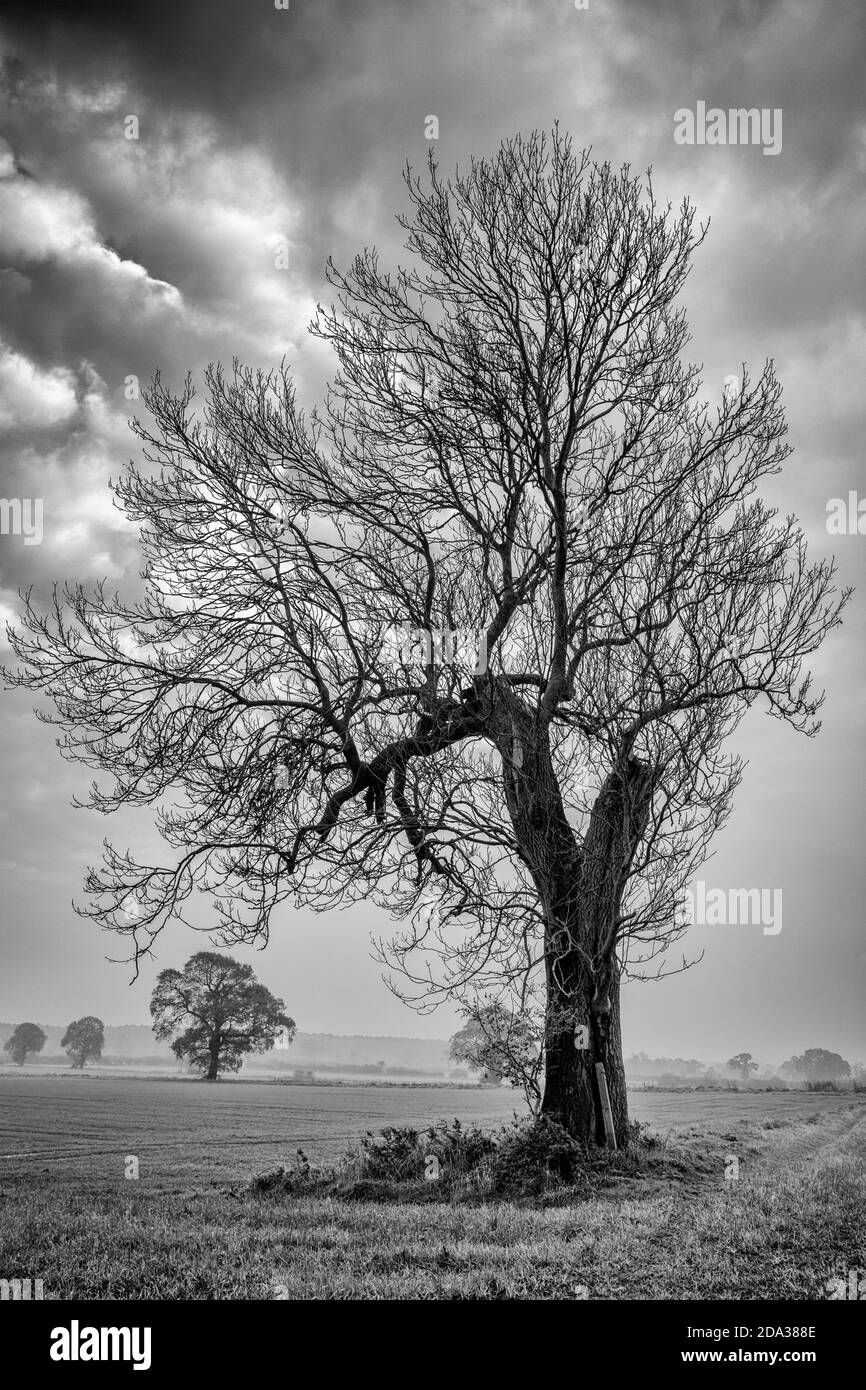A field-boundary landmark in the Vale of York, Holtby, North Yorkshire ...
