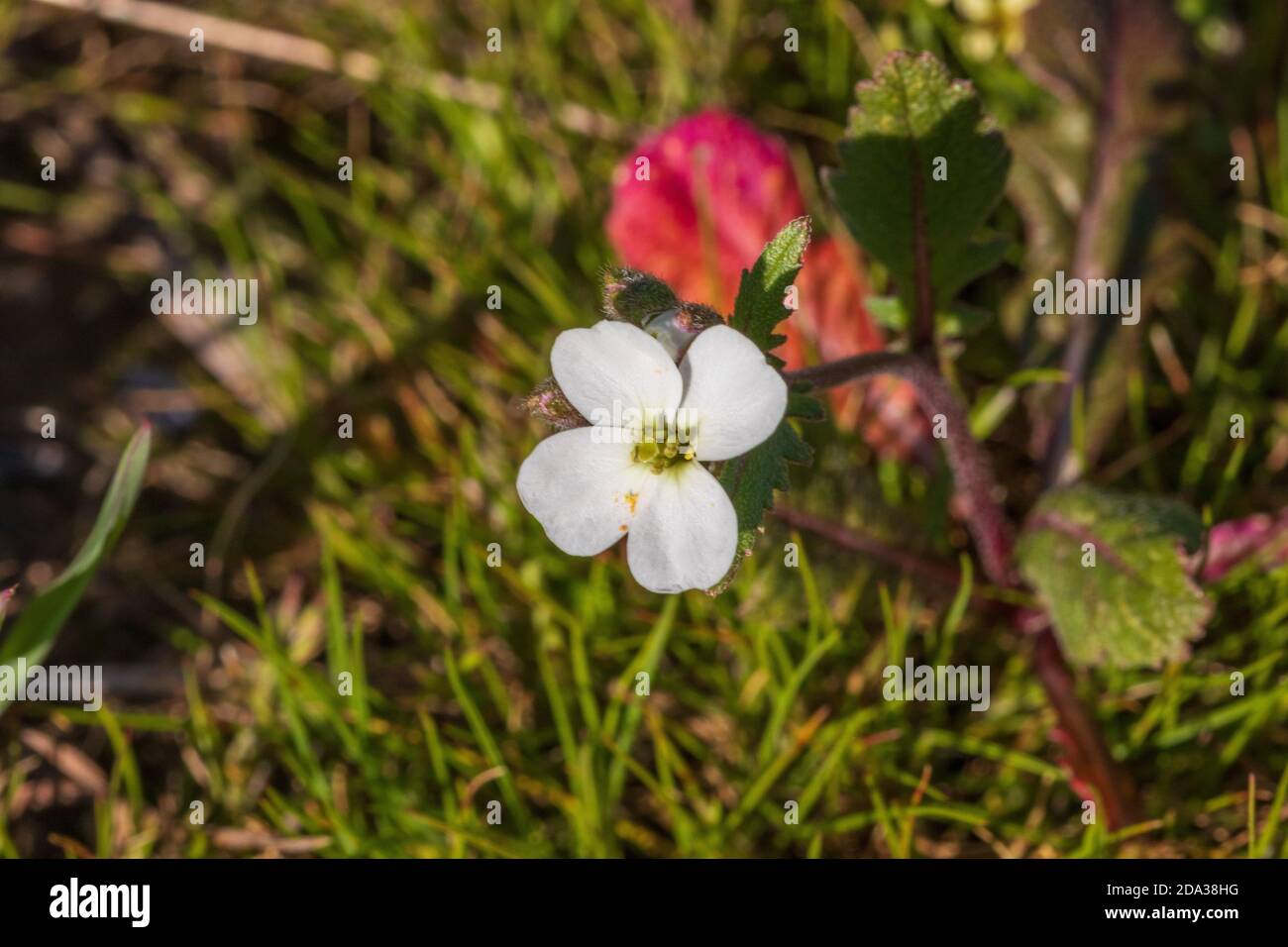 Diplotaxis hi-res stock photography and images - Alamy