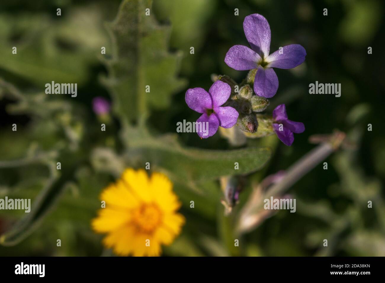 M parviflora hi-res stock photography and images - Alamy
