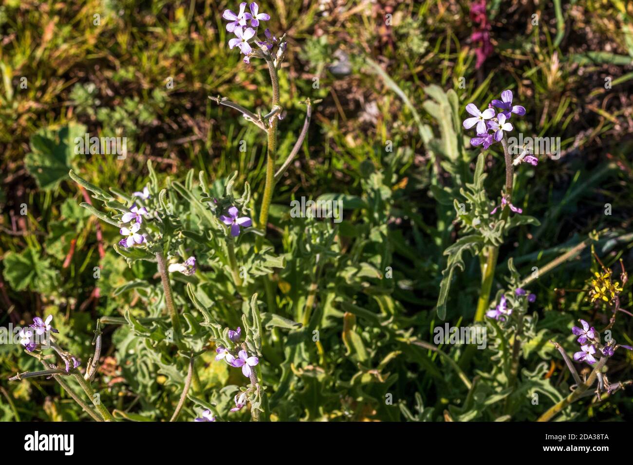 Matthiola parviflora hi-res stock photography and images - Alamy