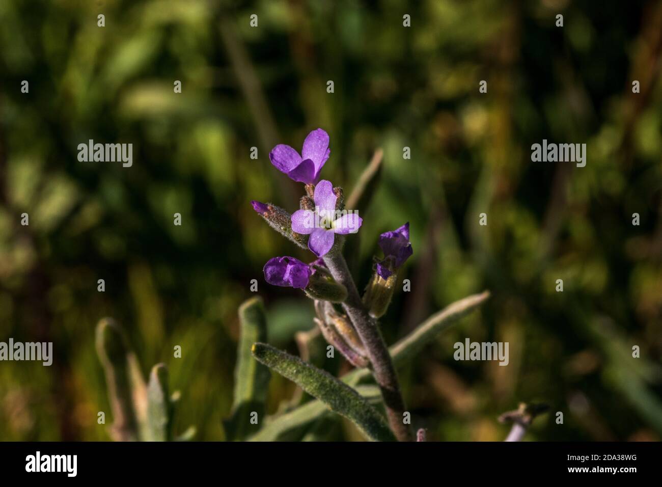 Matthiola parviflora, Light Blue Stock Flowers Stock Photo - Alamy