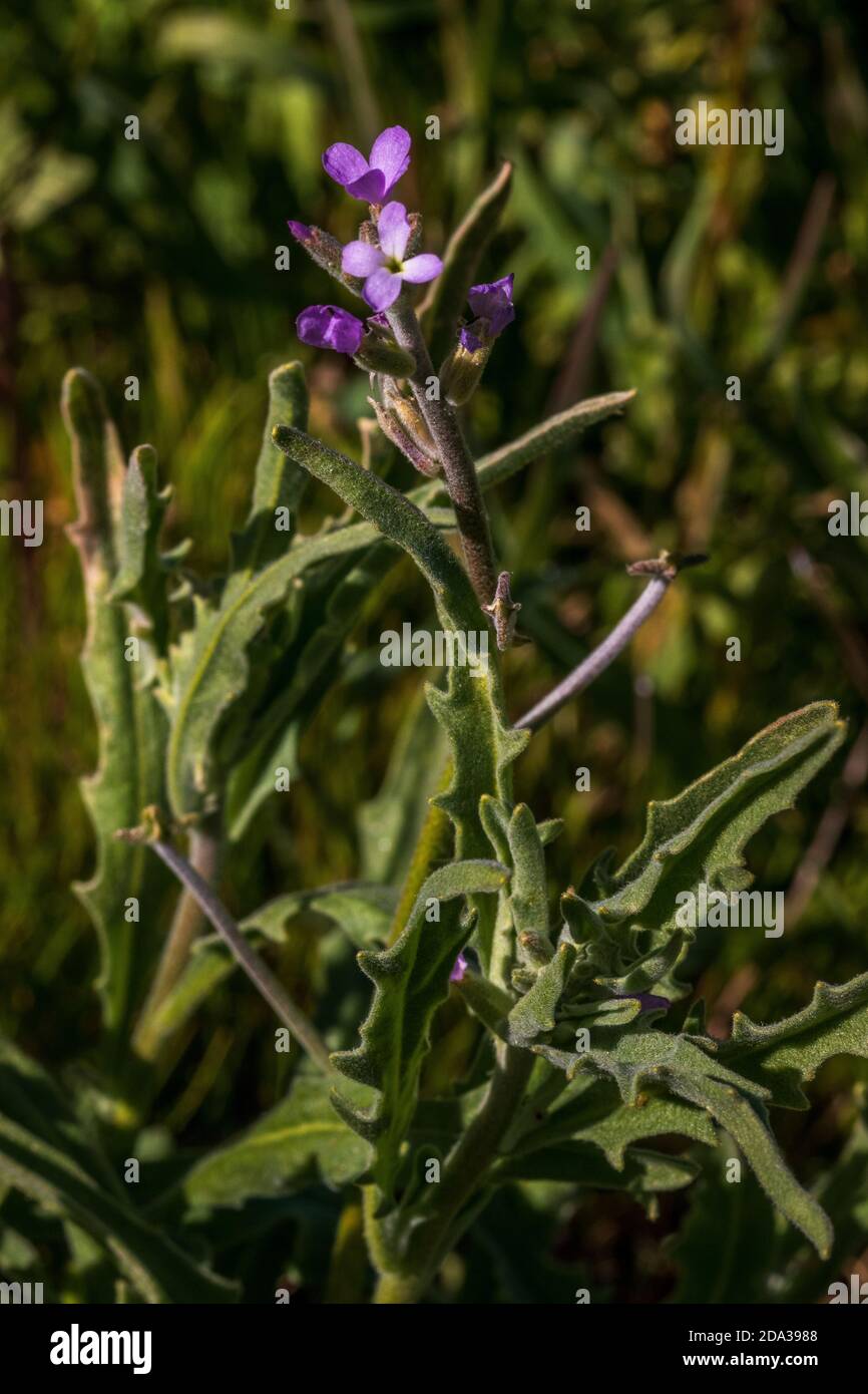 Matthiola parviflora, Light Blue Stock Flowers Stock Photo - Alamy