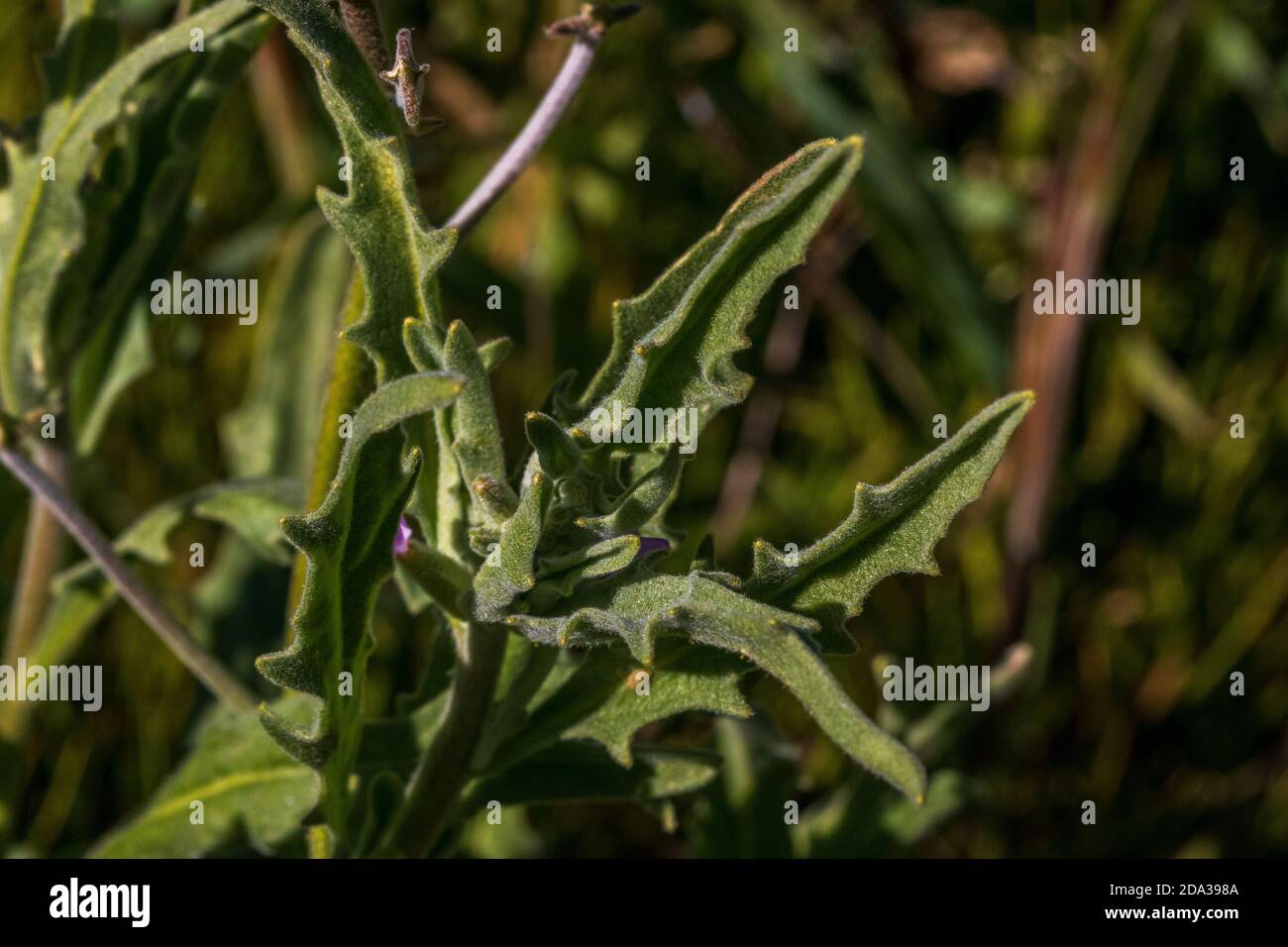 Matthiola parviflora hi-res stock photography and images - Alamy