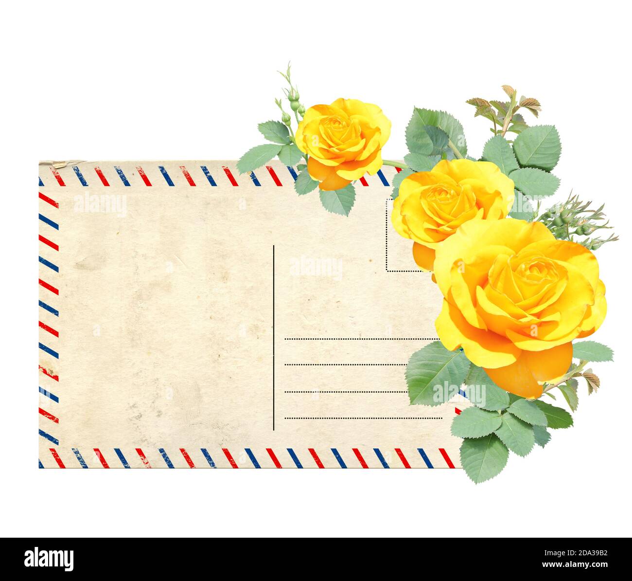 Retro postcard with branch of Climbing rose with yellow flowers ...