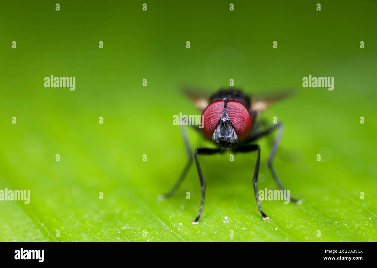 Macro Photography of Black Blowfly on Green Leaf with Copy Space Stock ...