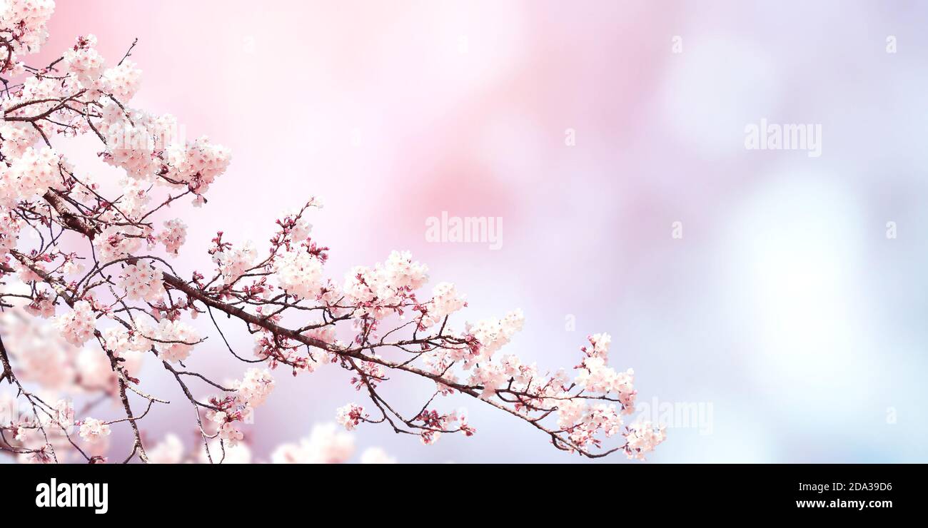 Horizontal banner with sakura flowers of white color on sunny backdrop ...