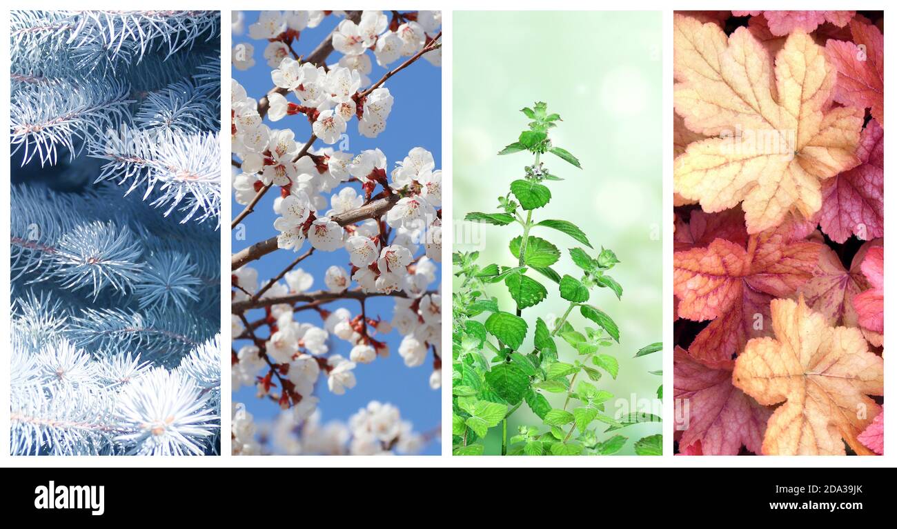 Four seasons of year. Set of vertical nature banners with winter ...