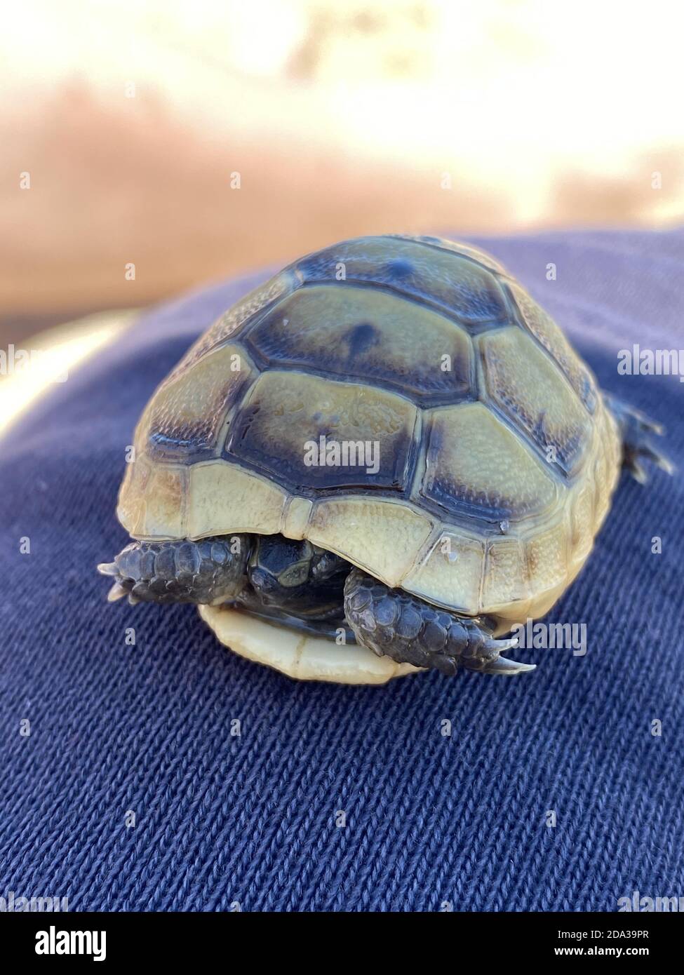 A turtle hiding in its shell hi-res stock photography and images - Alamy