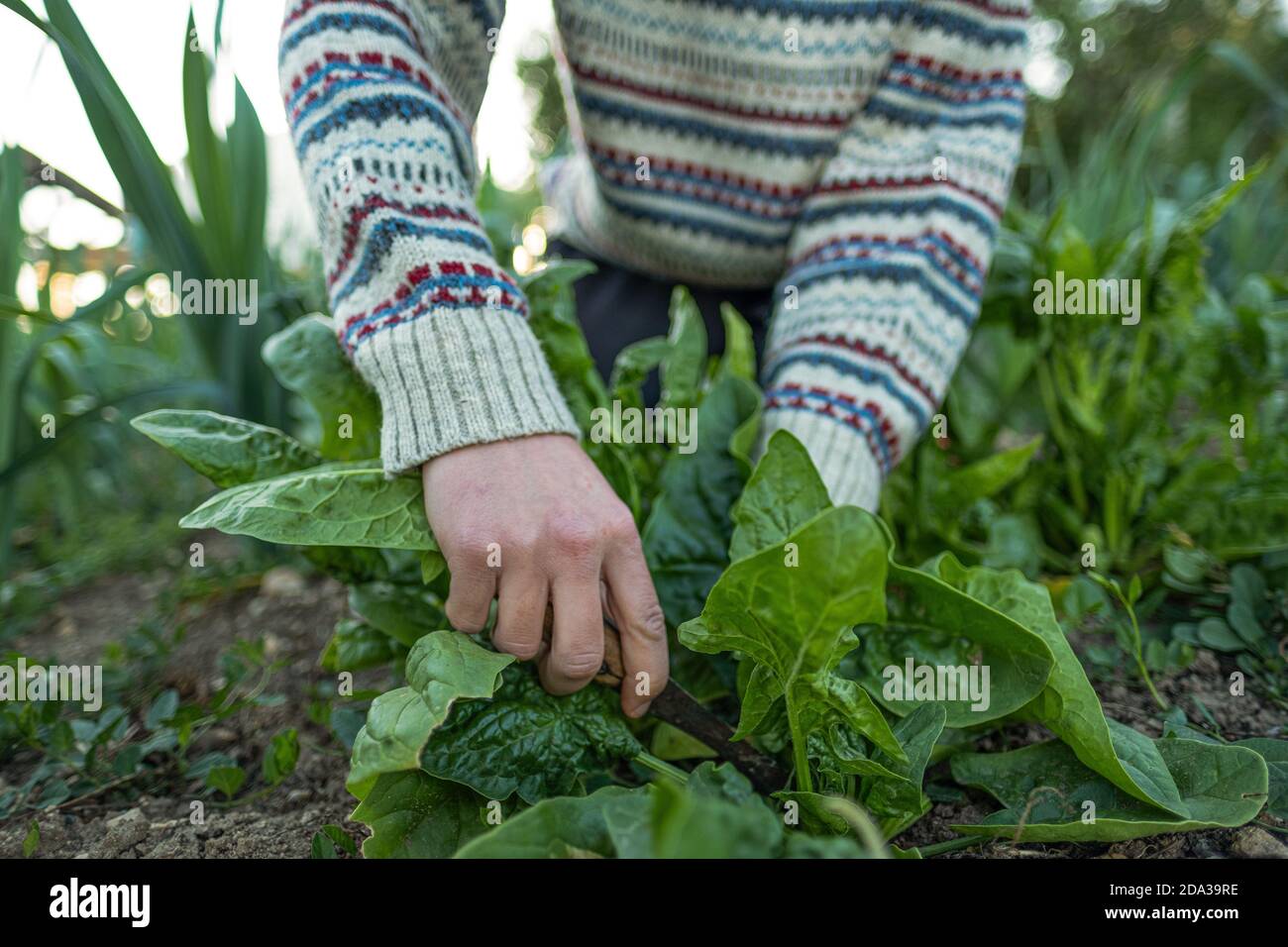 Spinach garden hands hi-res stock photography and images - Alamy
