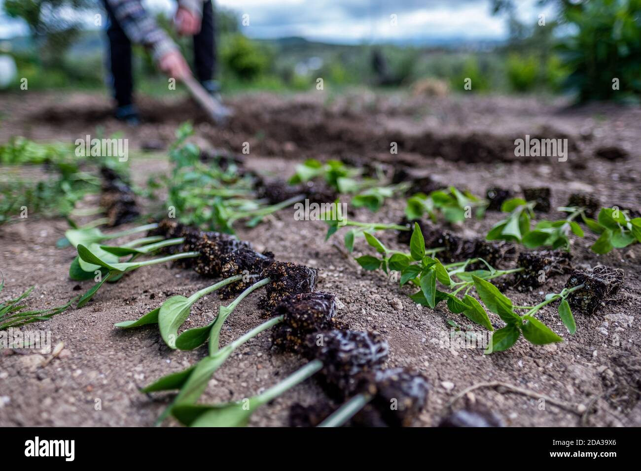 Seedlings arranged and grouped in the ground waiting to be planted by ...
