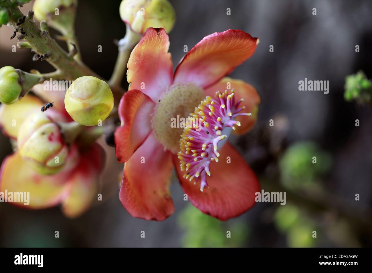 Dhaka, Bangladesh - October 06, 2020: Couroupita guianensis or ...