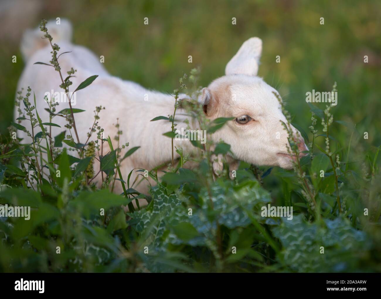 Baby smelling hi-res stock photography and images - Alamy