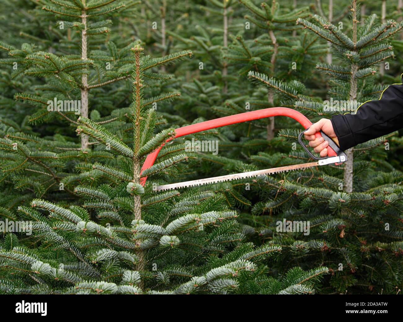 Tree Beating High Resolution Stock Photography and Images - Alamy
