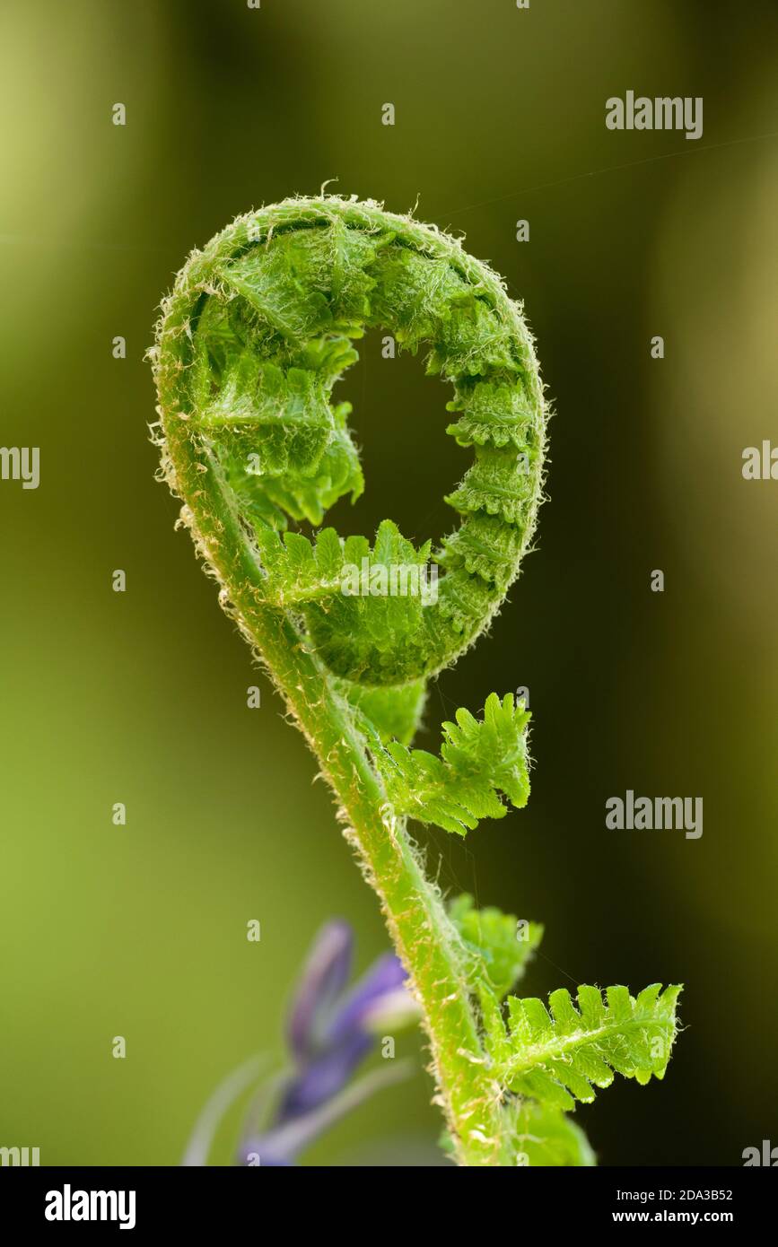 Young fern unfurling united kingdom hi-res stock photography and images ...