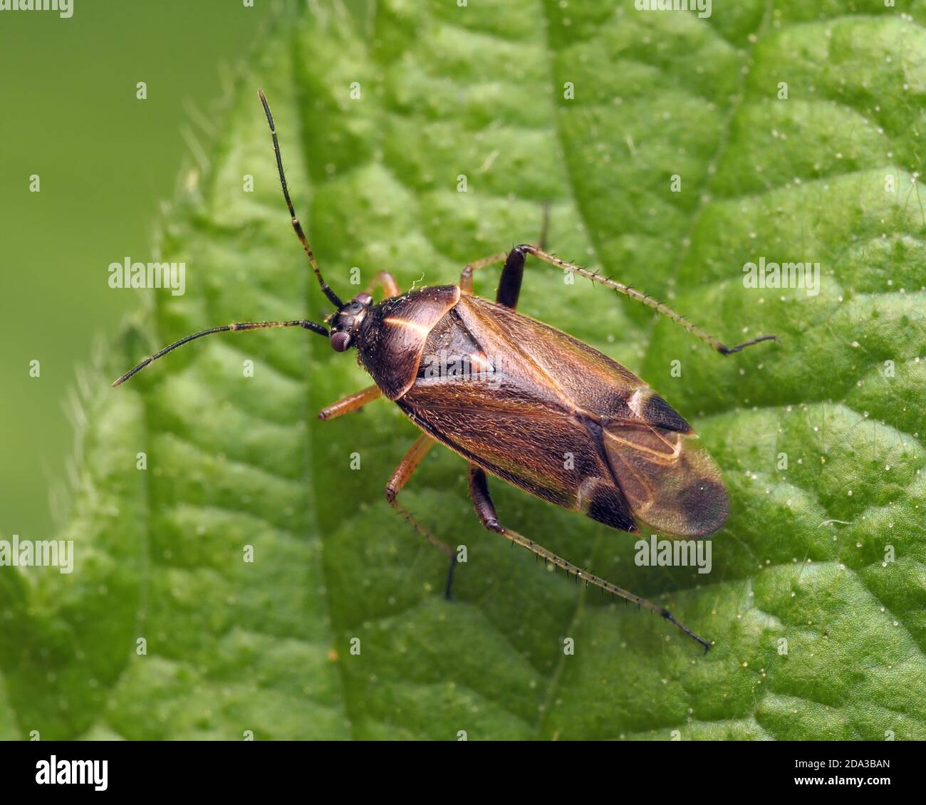 Harpocera thoracica female hi-res stock photography and images - Alamy