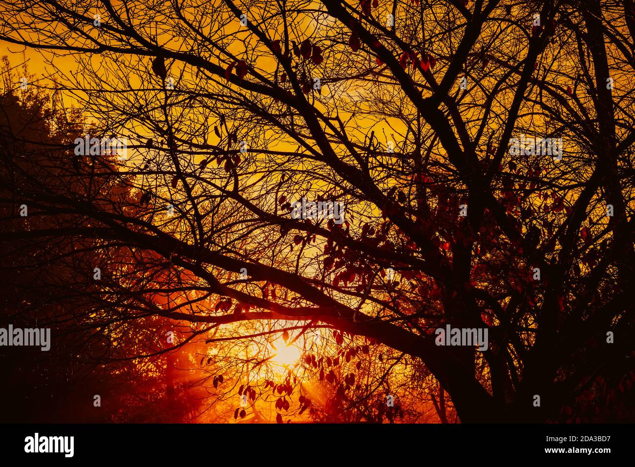 Warm rays of sun light from sunrise through an Autumn tree Stock Photo ...