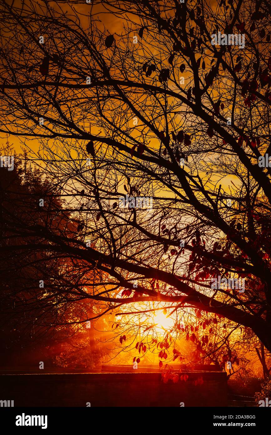 Warm rays of sun light from sunrise through an Autumn tree Stock Photo ...