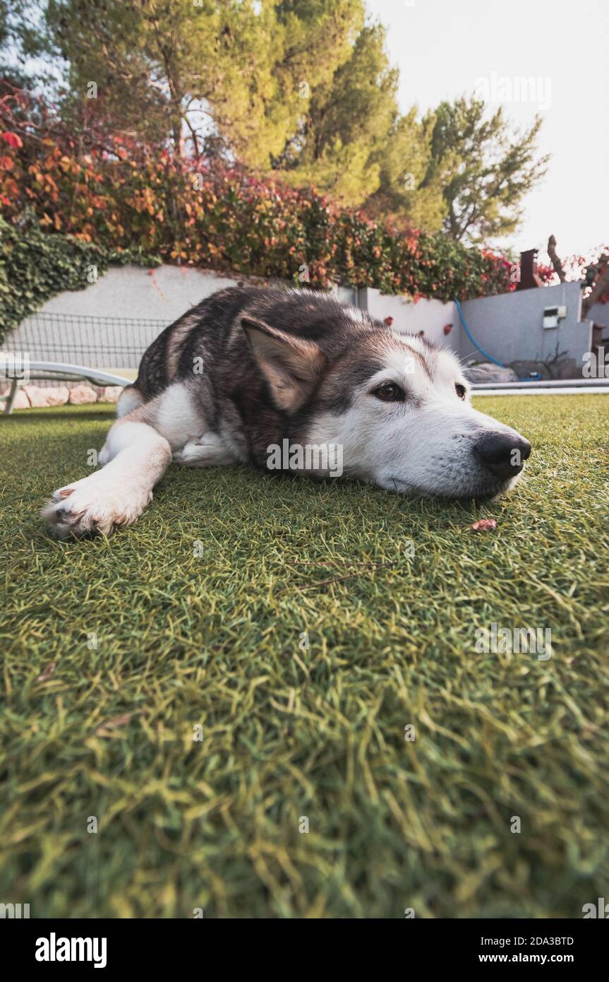 Vertical shot of a Siberian Husky lying in the yard at daytime Stock ...
