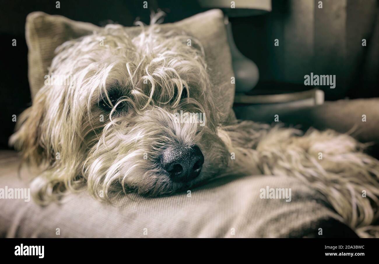 Scruffy young lurcher dog relaxing on a chair Stock Photo - Alamy