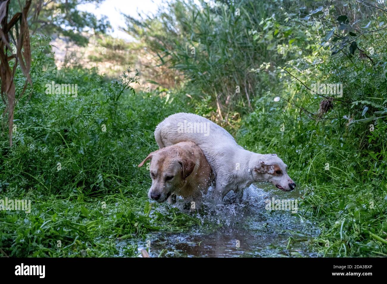 Two white dogs playing and running in a stream surrounded by reeds and ...