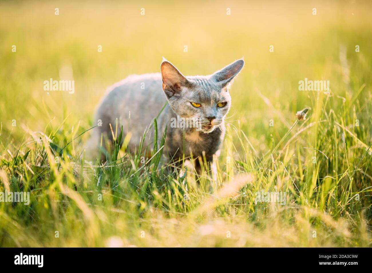 Funny Sly Young Gray Devon Rex Kitten Sitting In Green Grass. Short ...