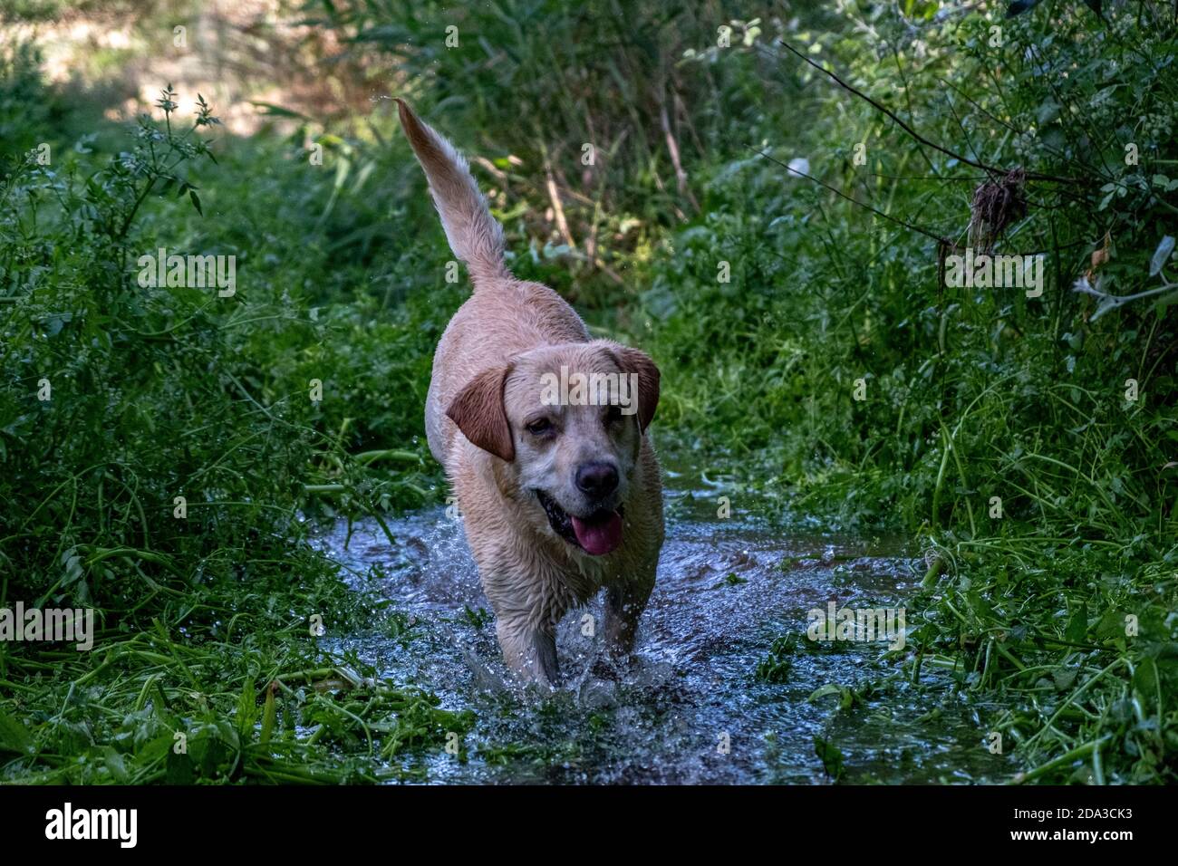 White labrador running down a stream surrounded by tall green grasses ...