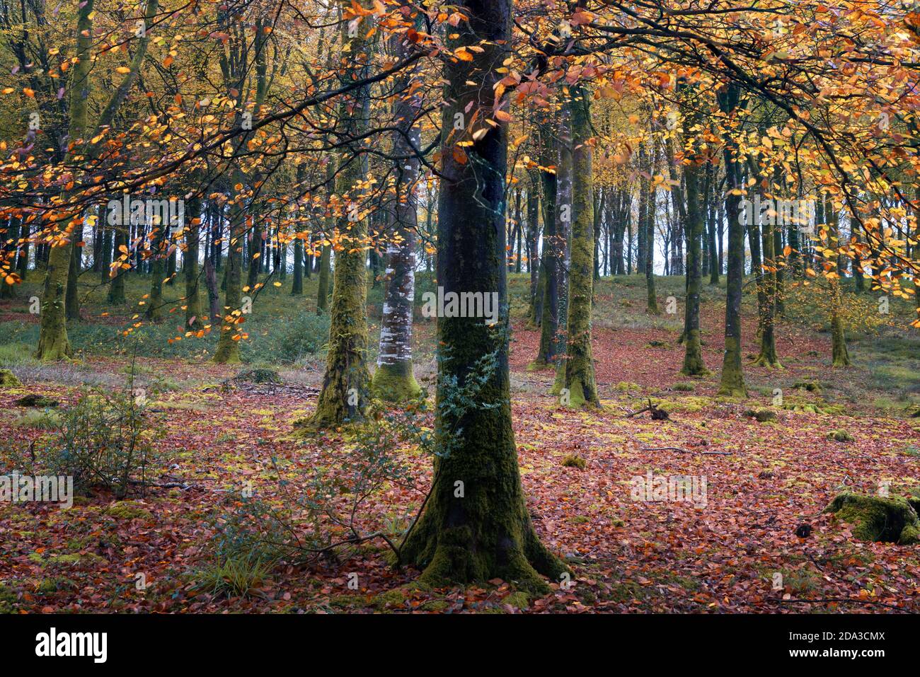 Autumn Idless woodland in Cornwall England UK fall time Stock Photo - Alamy