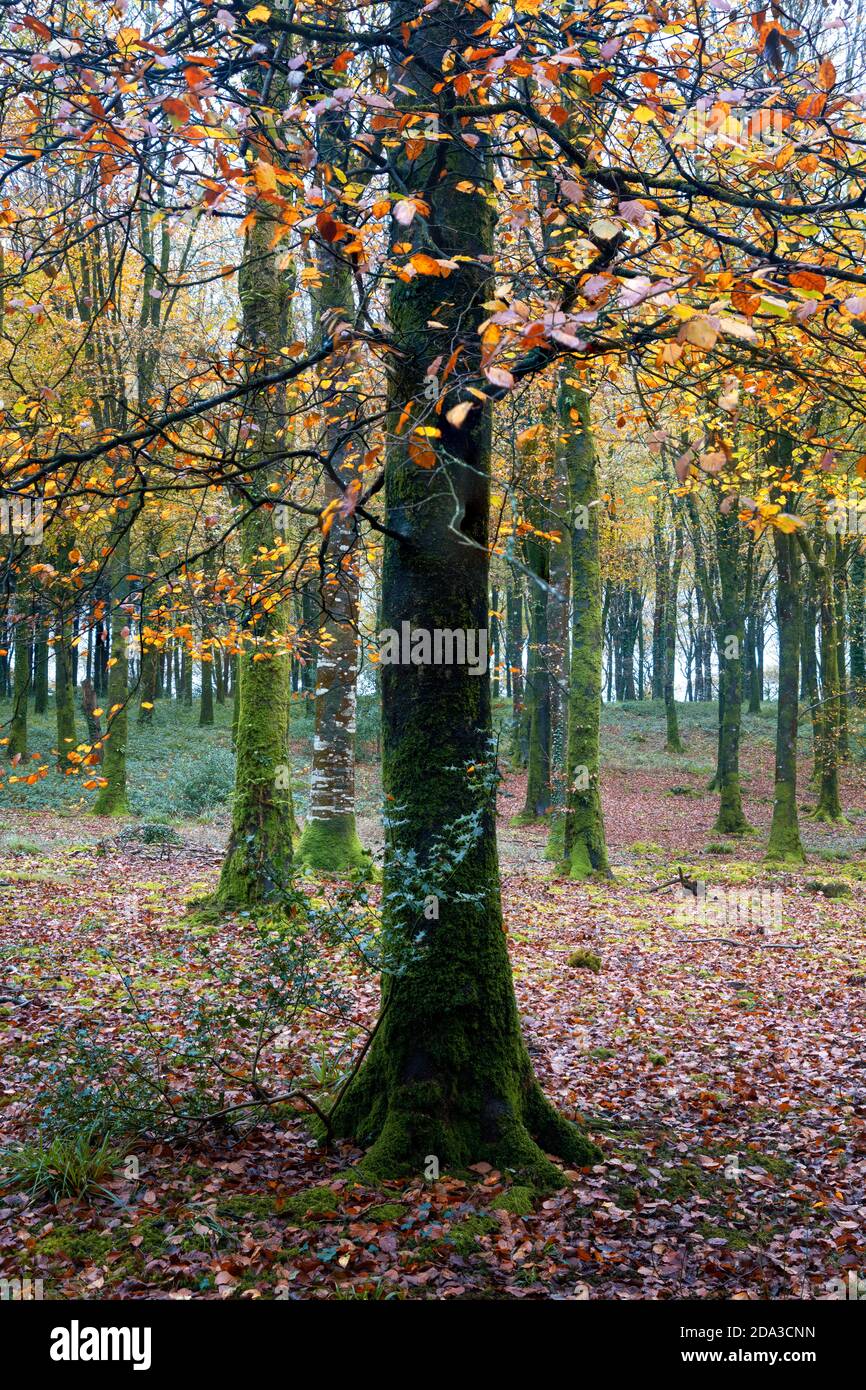 Autumn Idless woodland in Cornwall England UK fall time Stock Photo - Alamy
