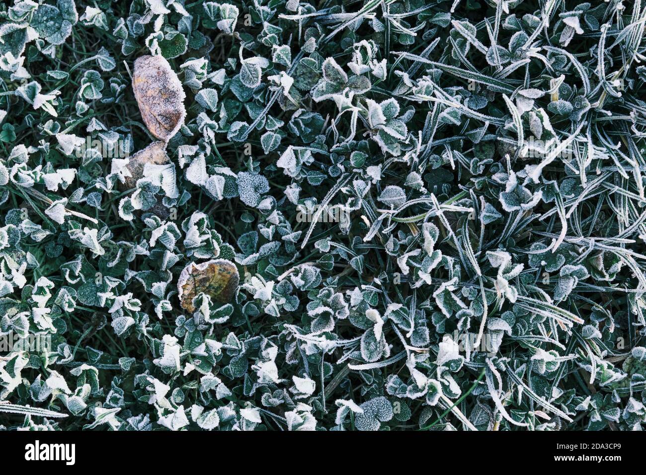 Winter morning ice and frost on the grass top view. Frost background ...