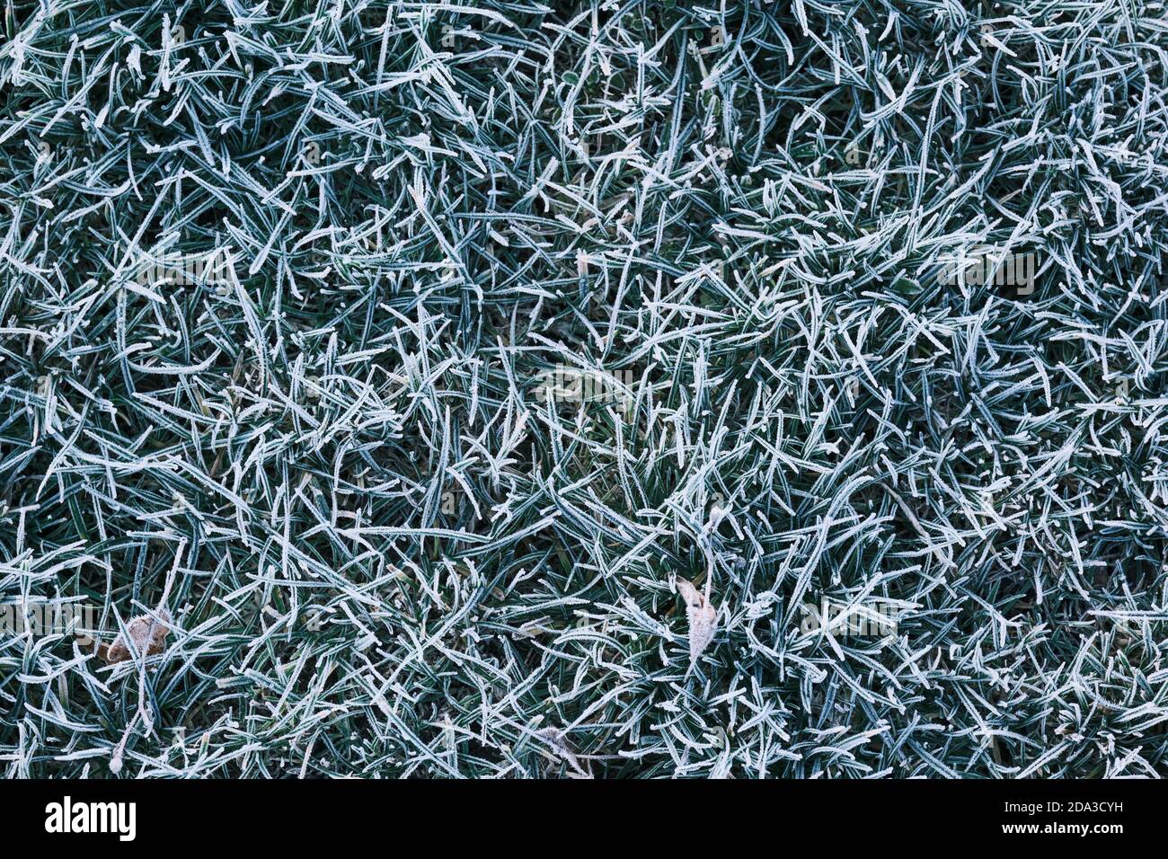 Winter morning ice and frost on the grass top view. Frost background ...