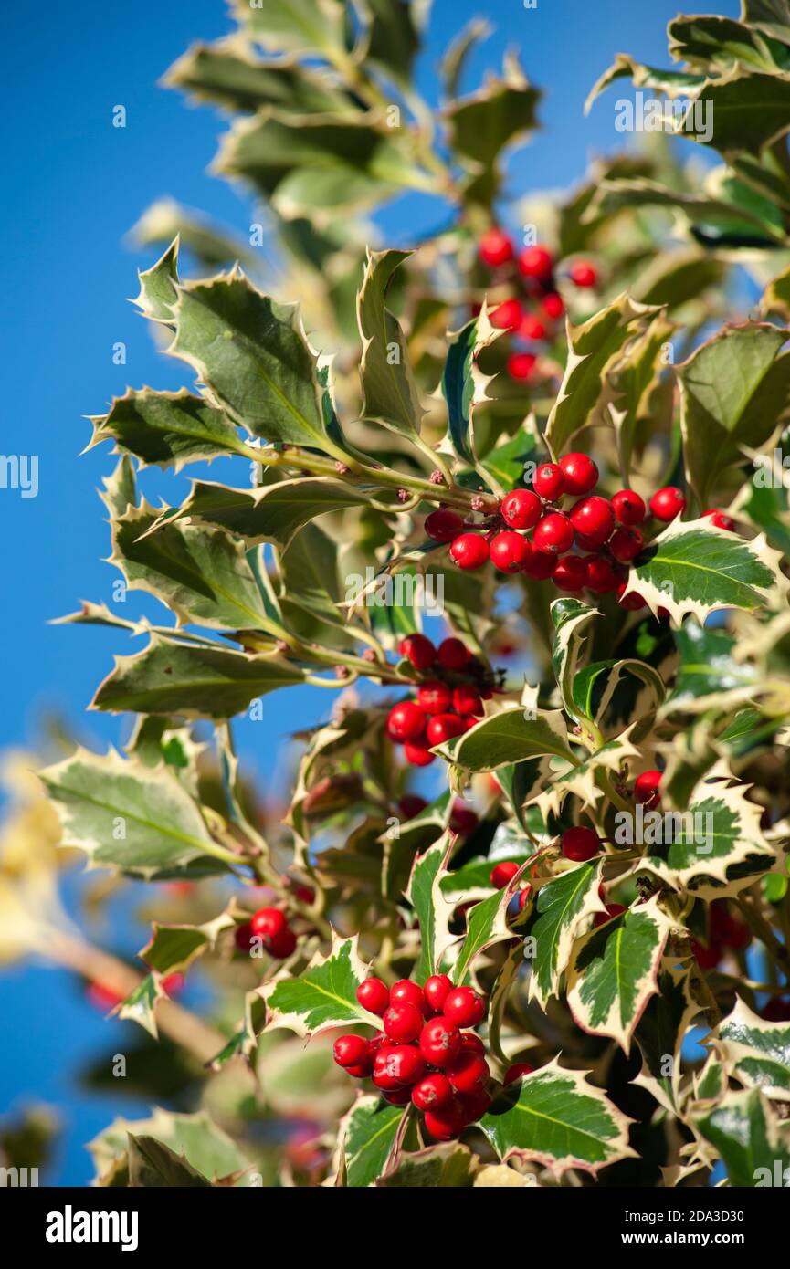 Evergreen holly shrub tree hi-res stock photography and images - Alamy