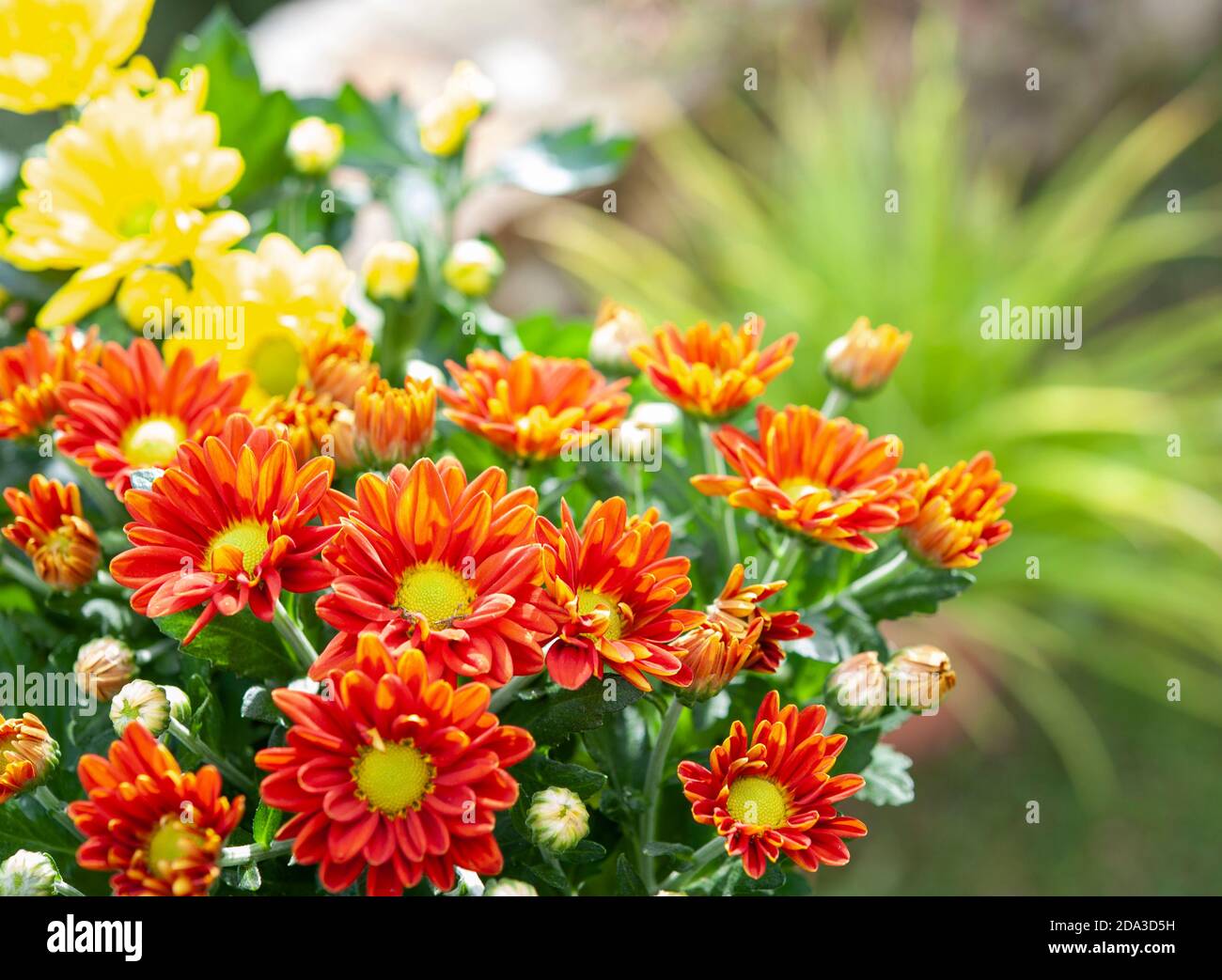 Vibrant mums hi-res stock photography and images - Alamy