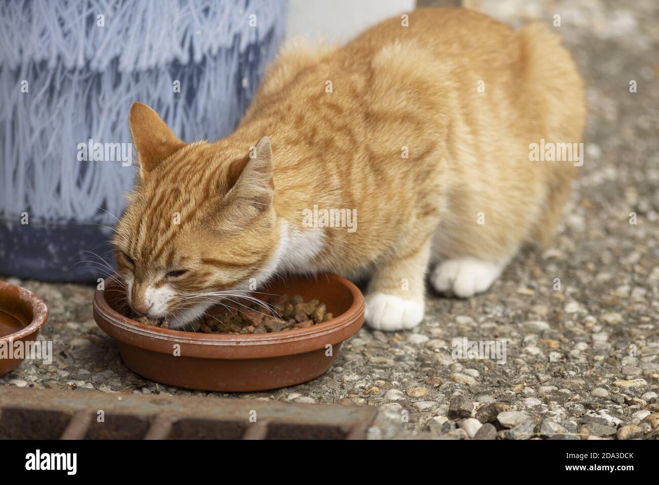 Eating red and white kitty cat Stock Photo - Alamy