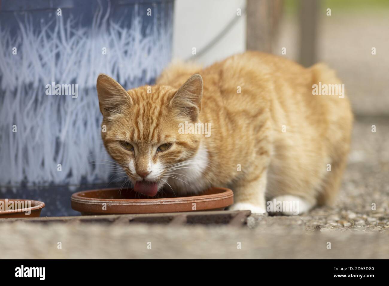 Young cat eating food from hi-res stock photography and images - Alamy