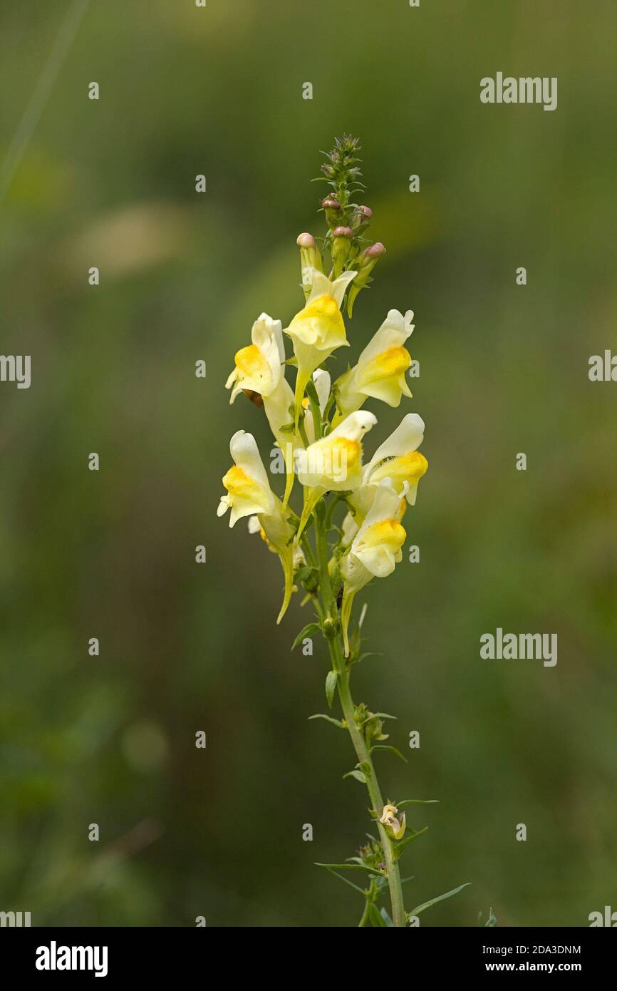 Common Toadflax (Linaria vulgaris) flowering Stock Photo - Alamy