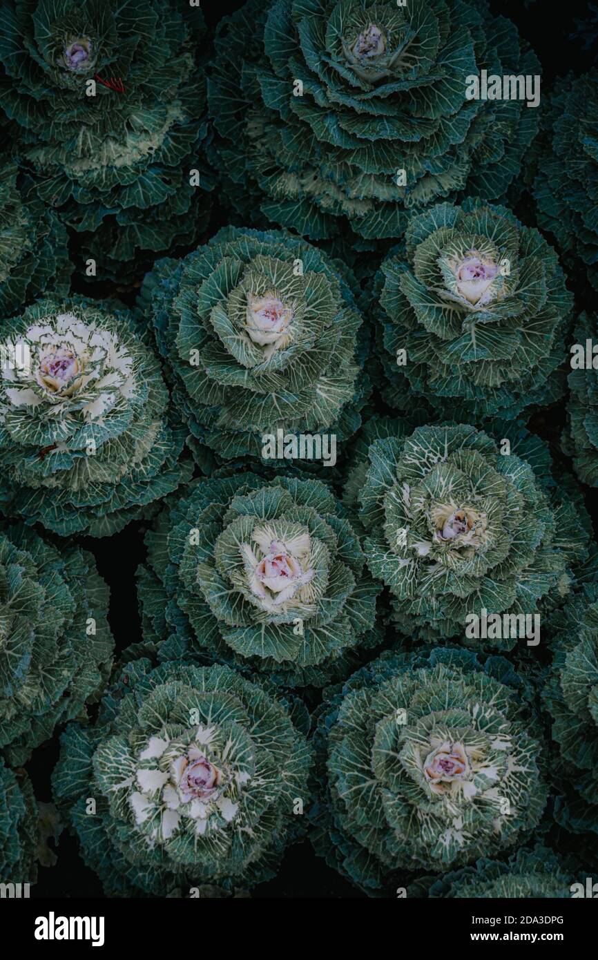 Environment cabbages hi-res stock photography and images - Alamy