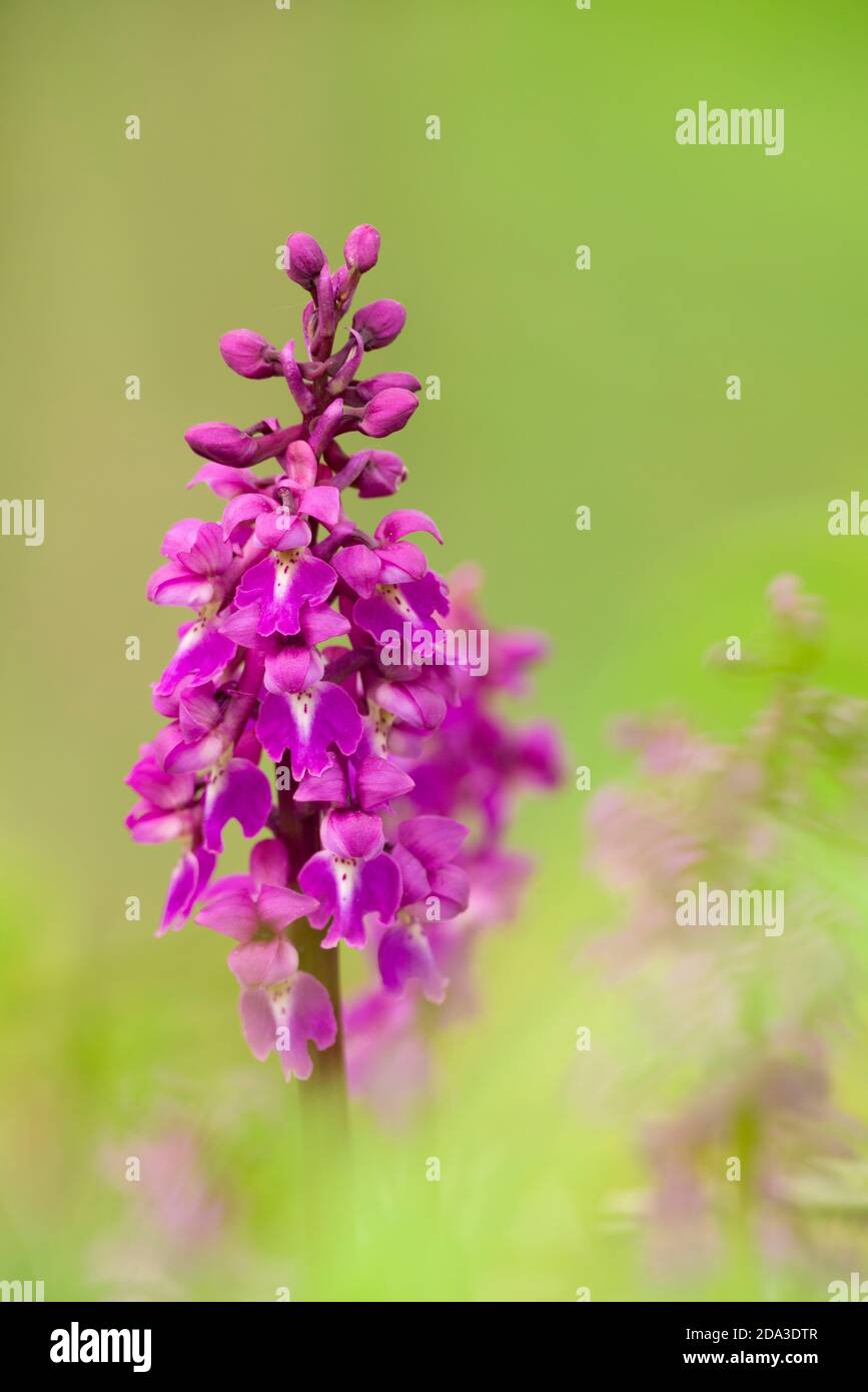 Spring orchid flower hi-res stock photography and images - Alamy