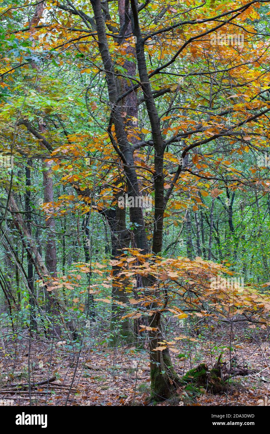 Young Northern red oak (Quercus rubra) in autumn colors Stock Photo - Alamy