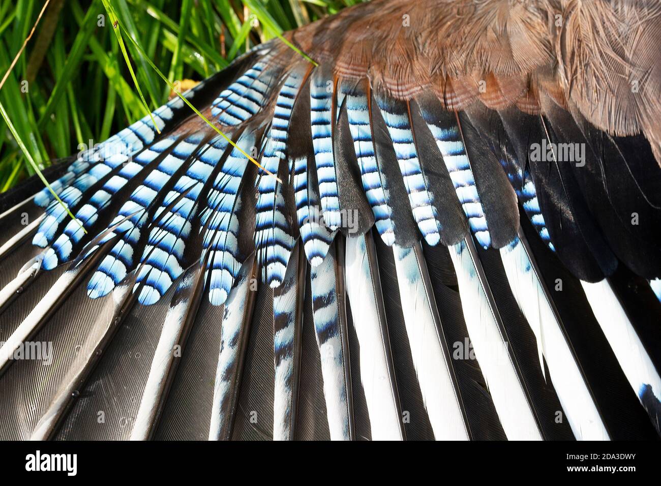 Wing of Eurasian jay (Garrulus glandarius) with typical colored wing ...