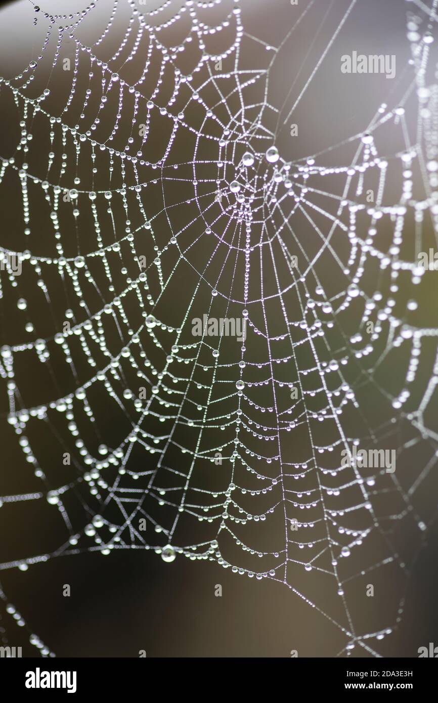A dew and moisture covered spider web (Arachnida) spun across garden ...