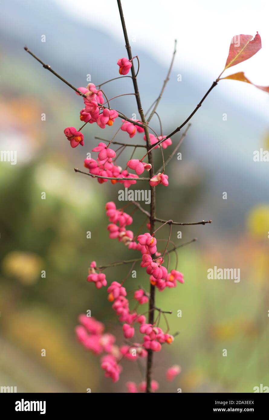 Autumn berries on a Euonymus europaeus 'Red Cascade' spindle tree ...