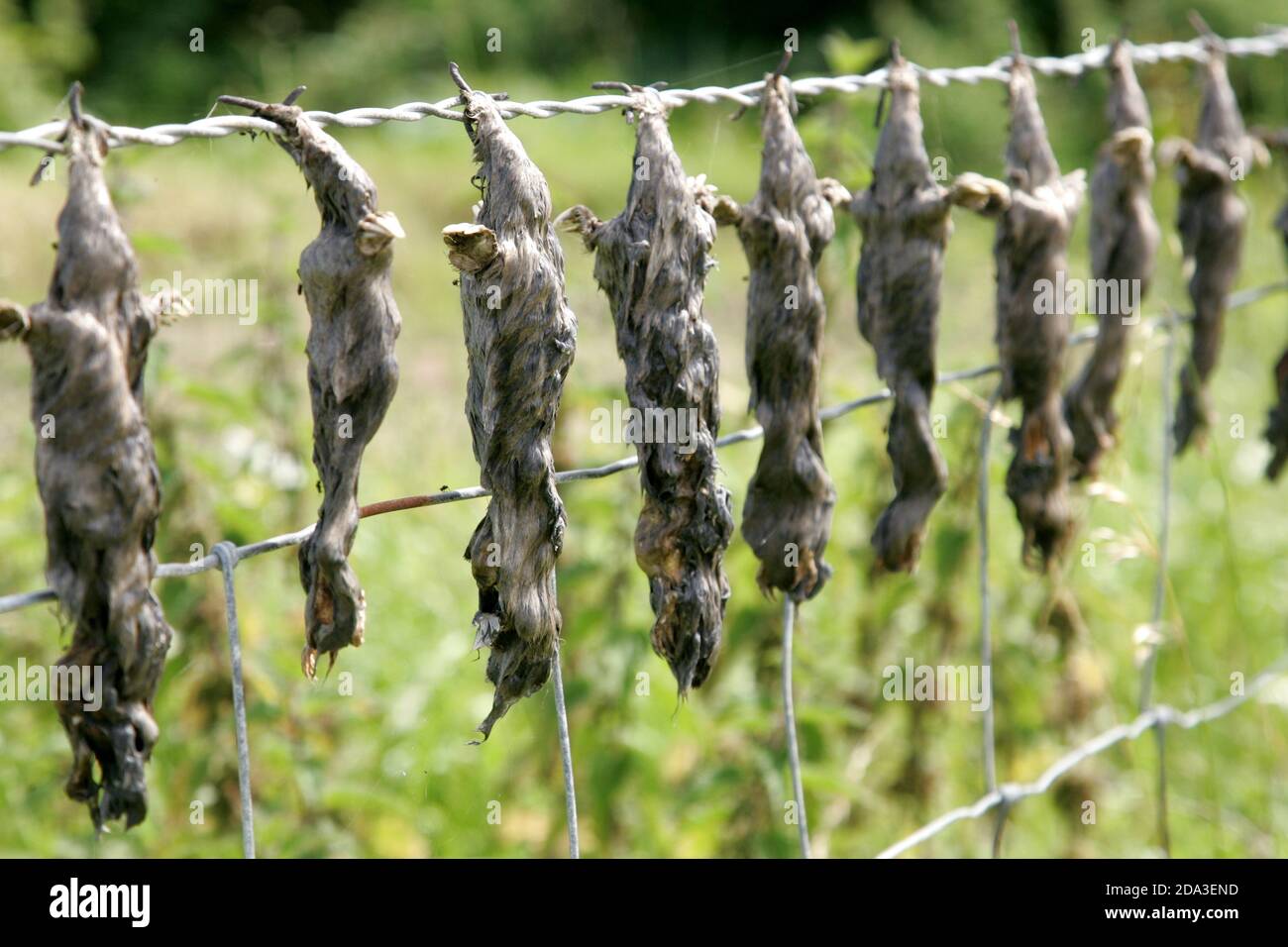 Ayrshire, Scotland, UK, Dead moles hanging on a farmers fence .Moles ...