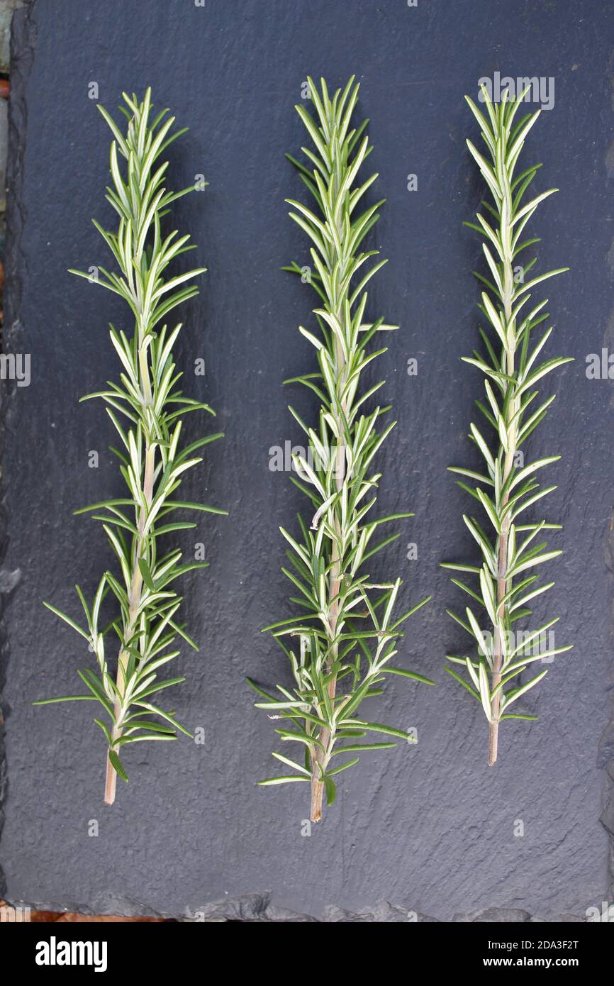 Three sprigs of Rosemary Stock Photo - Alamy