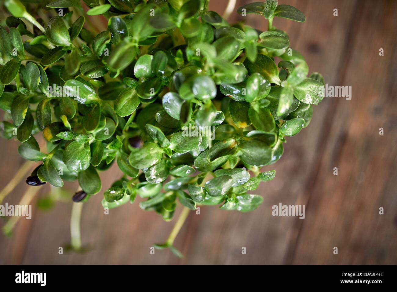 Microgreens sunflower on wooden background, Vegan micro sunflower ...